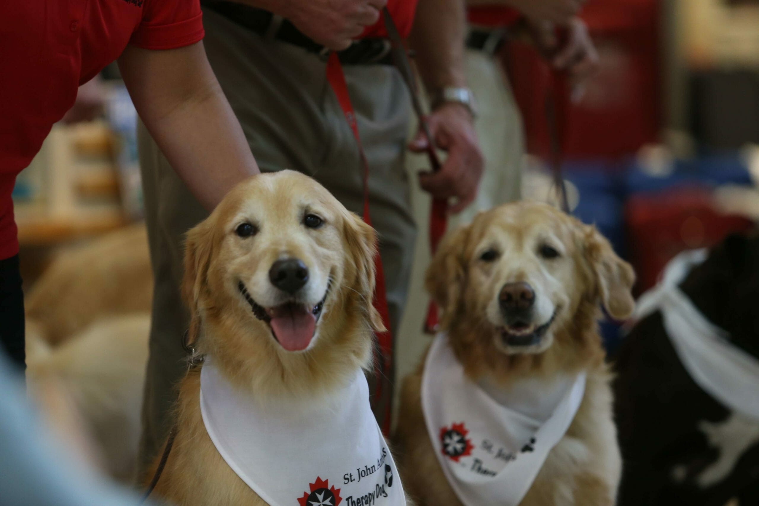 Airport Therapy Dogs Around the World: Where to Find Them