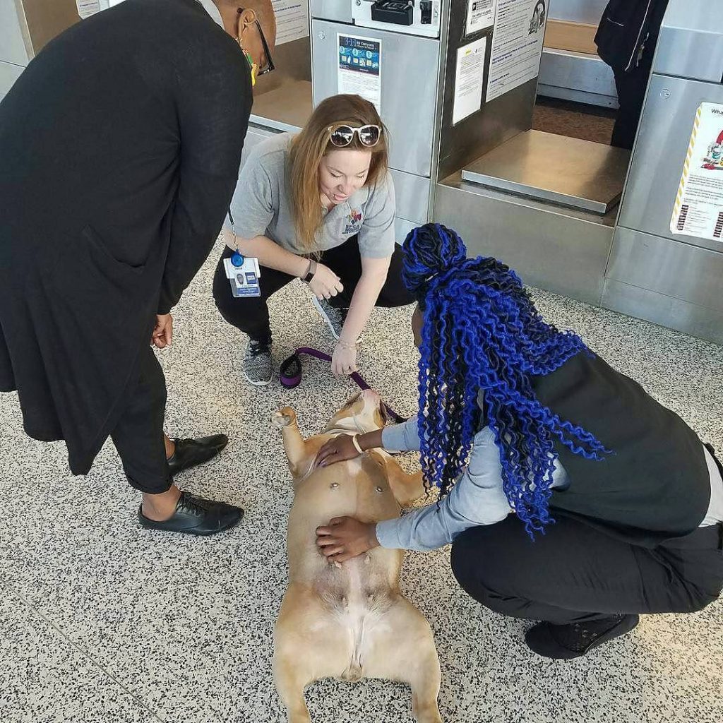 Airport Therapy Dogs Around the World: Where to Find Them