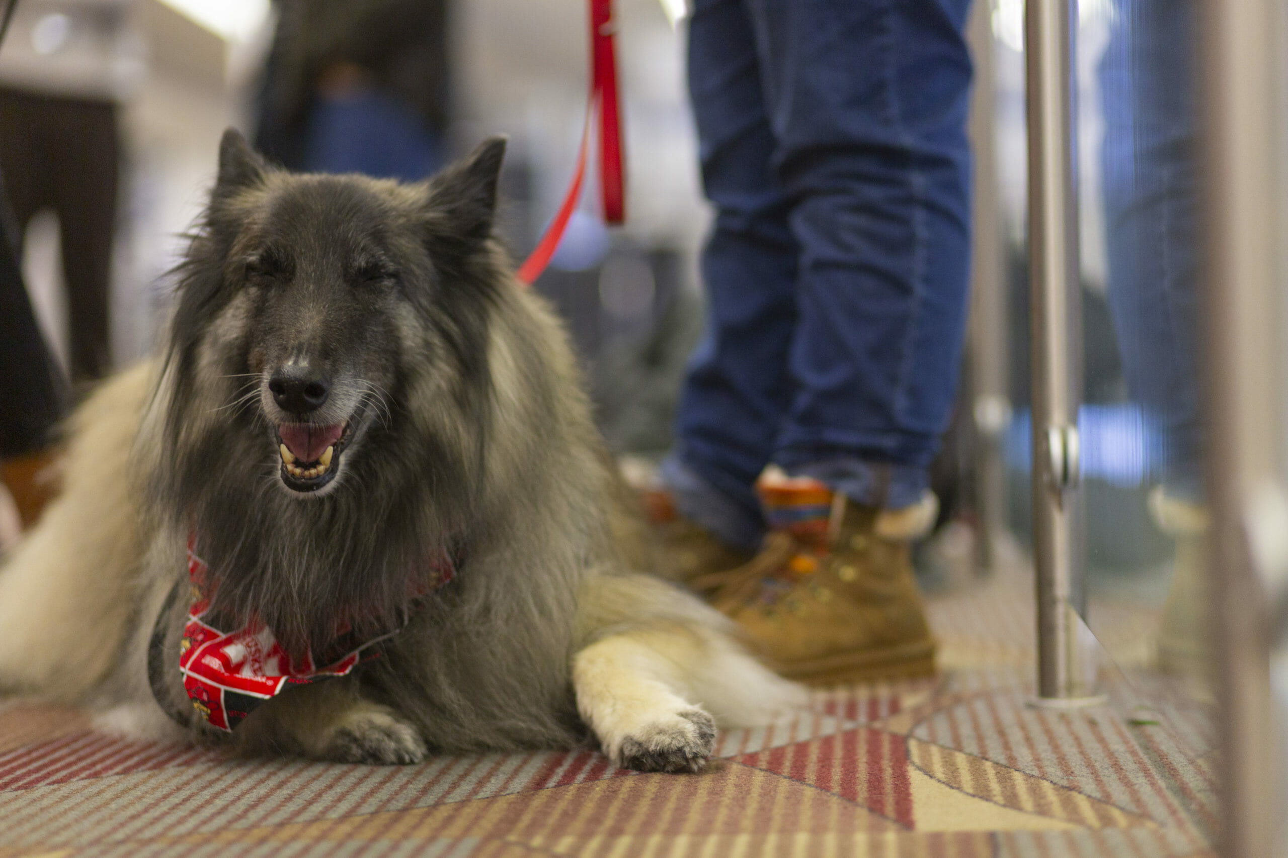 New Airport Therapy Dog Program Launched At Lincoln Airport in Nebraska