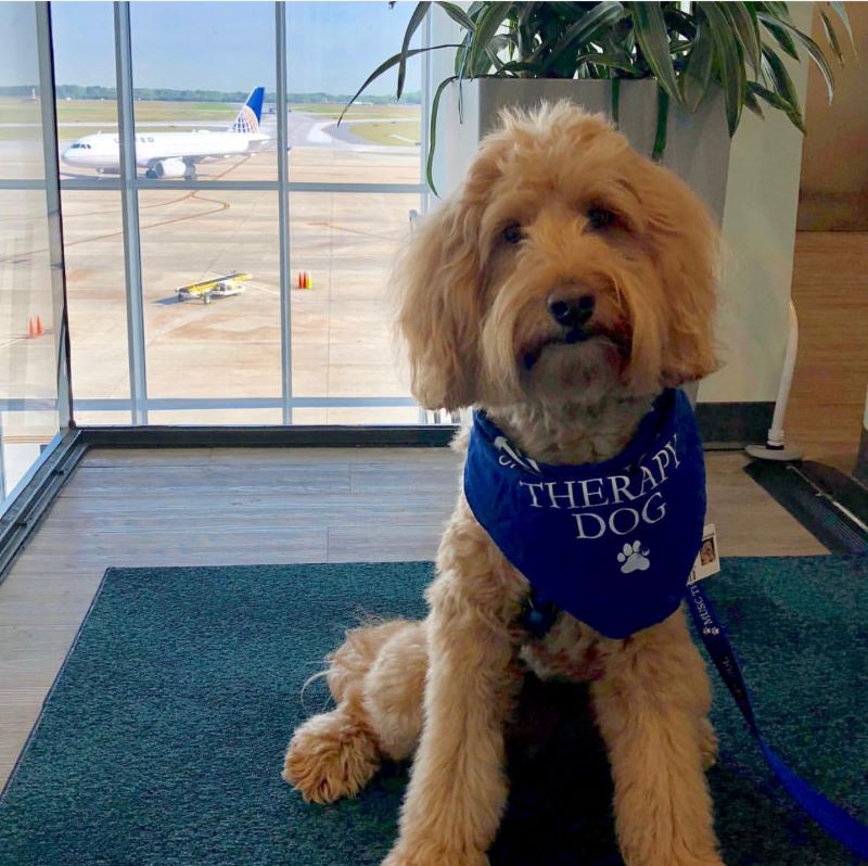 New Therapy Dog Program Arrives At Charleston International Airport
